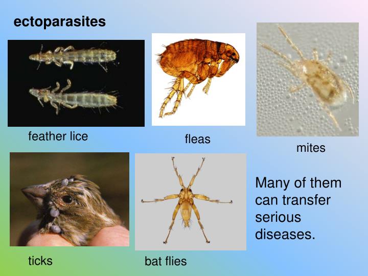 PPT - Birds, as habitats - the hidden world of avian ectoparasites ...