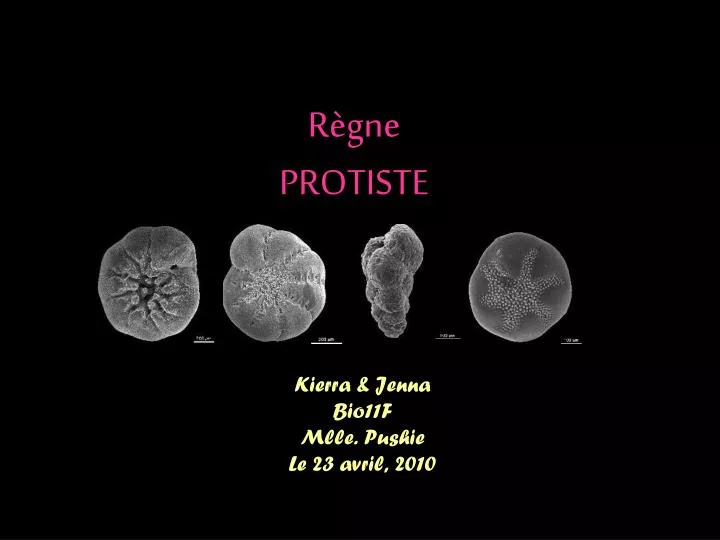 PPT - Règne PROTISTE PowerPoint Presentation, free download - ID:5477118