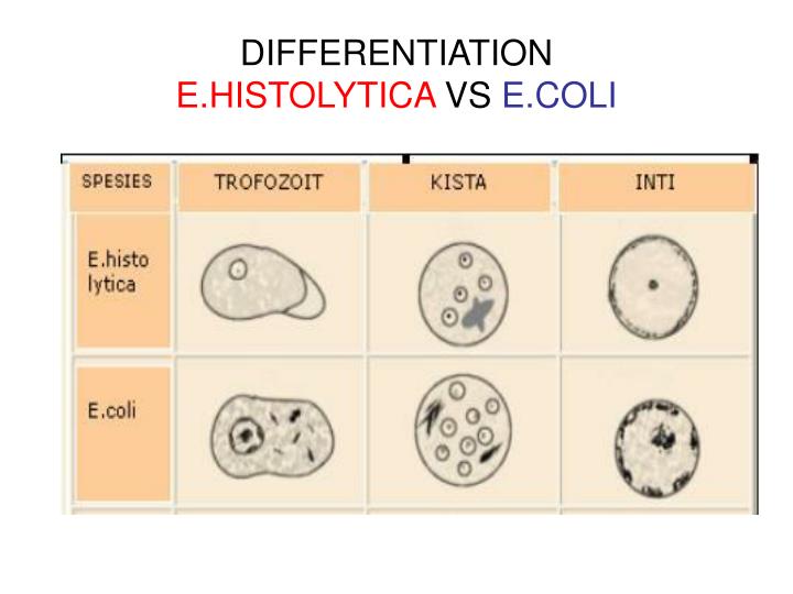 PPT - AMOEBA KELAS RHIZOPODA PROTOZOA BERGERAK DG PSEUDOPOD I ( KAKI ...