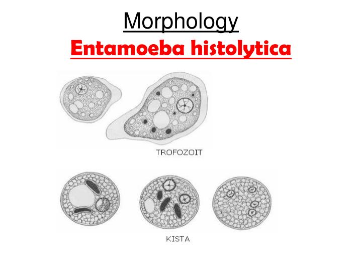 Entamoeba Histolytica Morphology Entamoeba Histolytica In Southeast