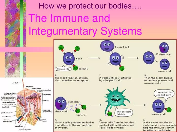 PPT - The Immune and Integumentary Systems PowerPoint Presentation ...