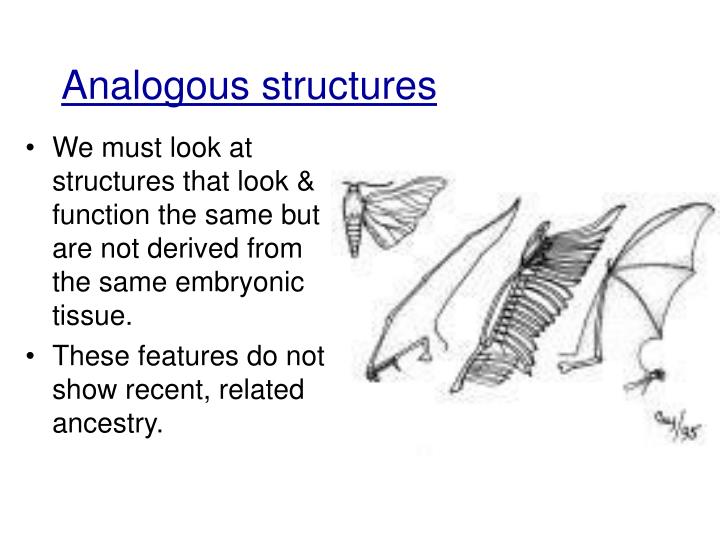 PPT - Chapter 15: Theory of Evolution PowerPoint Presentation - ID:5483395