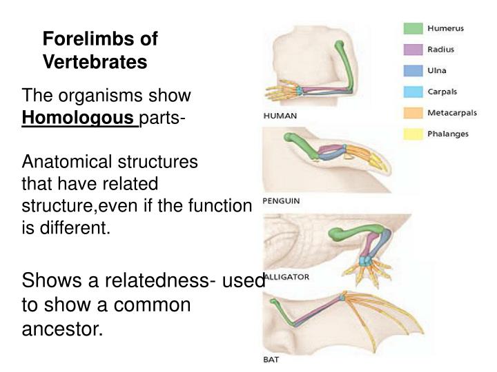 PPT - Chapter 15: Theory of Evolution PowerPoint Presentation - ID:5483395