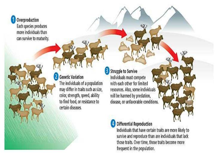 PPT - Chapter 15: Theory of Evolution PowerPoint Presentation - ID:5483395