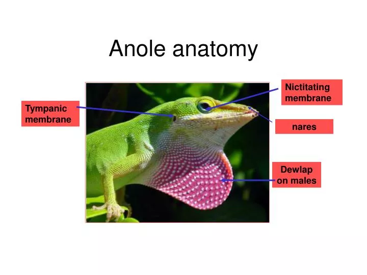 PPT - Anole anatomy PowerPoint Presentation, free download - ID:5483432