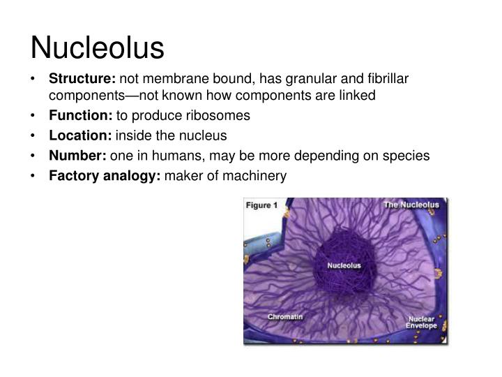 PPT - Nucleus PowerPoint Presentation - ID:5483528