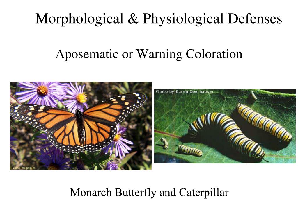 PPT - Community Ecology II: Species Interactions PowerPoint ... PPT - Community Ecology II: Species Interactions PowerPoint ...