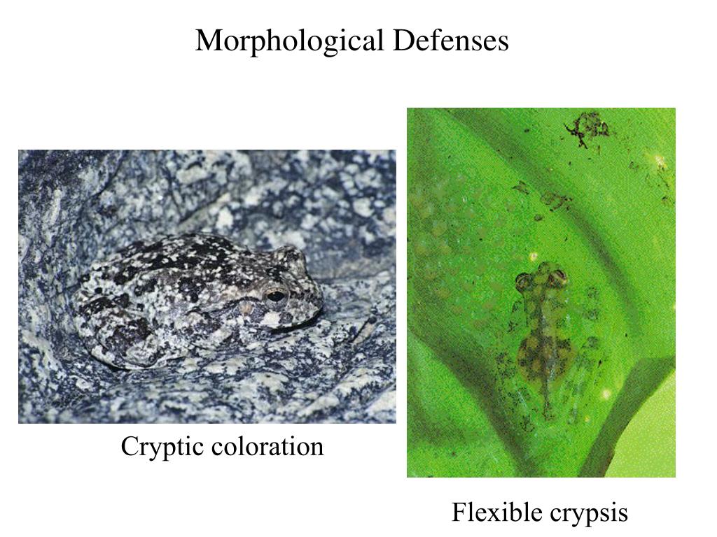 PPT - Community Ecology II: Species Interactions PowerPoint ... PPT - Community Ecology II: Species Interactions PowerPoint ...