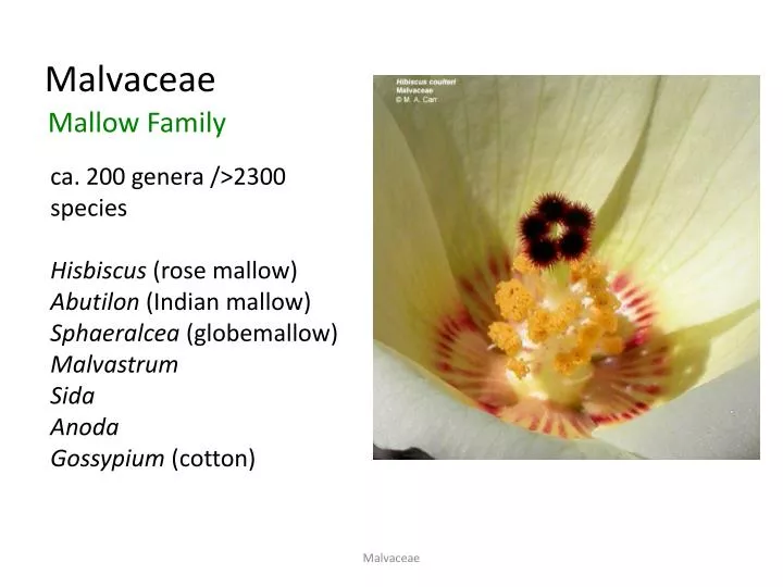 PPT - Malvaceae PowerPoint Presentation, free download - ID:5483574