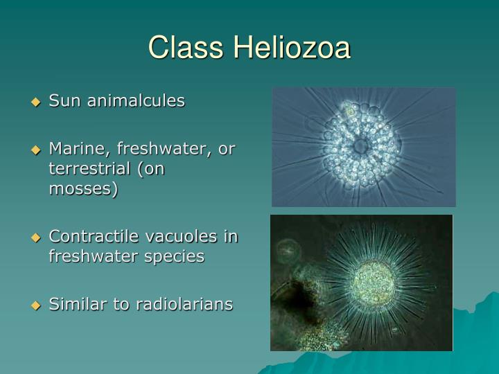 PPT - Chapter 2 Introduction to Protozoa PowerPoint Presentation - ID ...