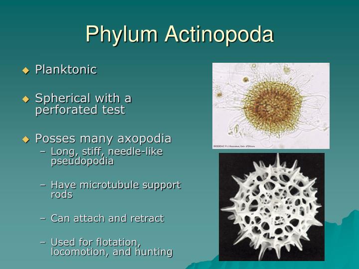 PPT - Chapter 2 Introduction to Protozoa PowerPoint Presentation - ID ...