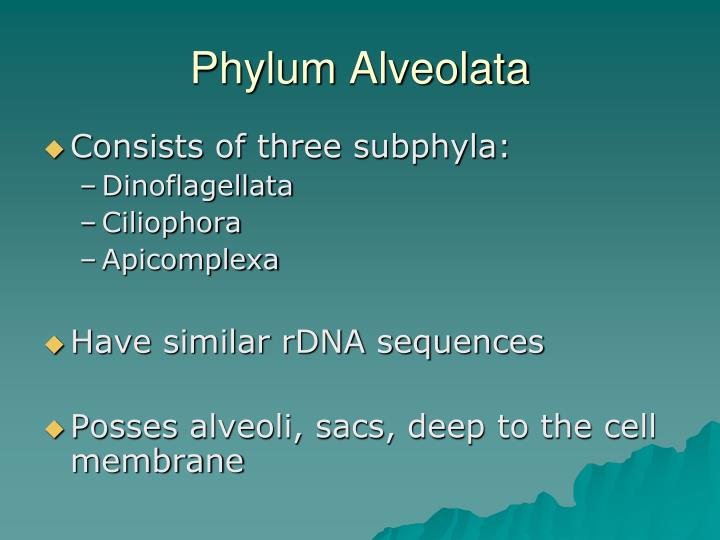 PPT - Chapter 2 Introduction to Protozoa PowerPoint Presentation - ID ...