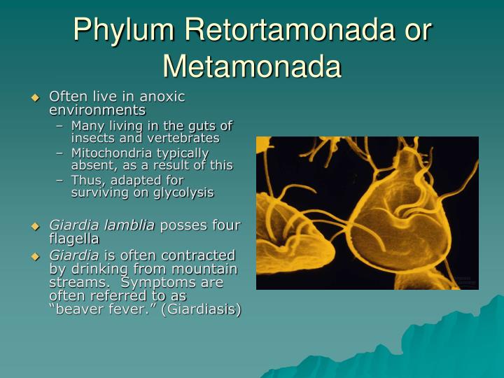 PPT - Chapter 2 Introduction to Protozoa PowerPoint Presentation - ID ...