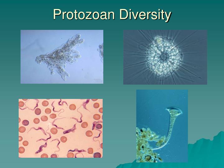 PPT - Chapter 2 Introduction to Protozoa PowerPoint Presentation - ID ...
