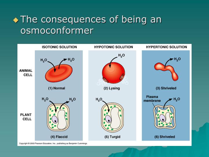 PPT - Chapter 2 Introduction to Protozoa PowerPoint Presentation - ID ...