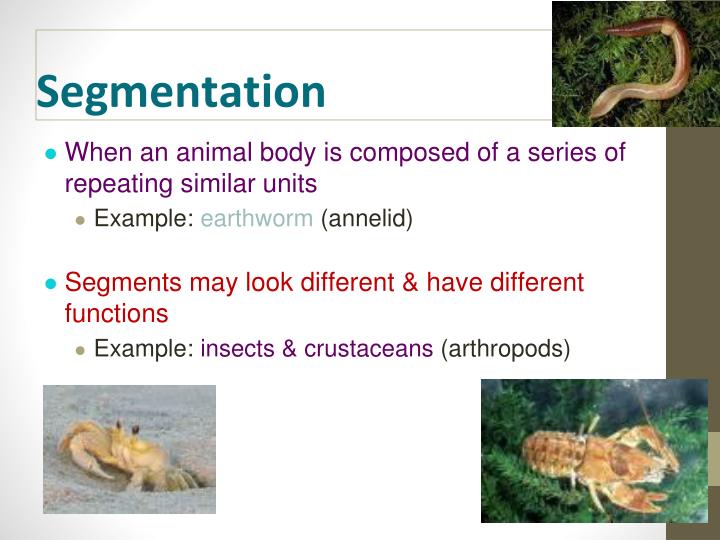 PPT - Introduction to animals PowerPoint Presentation - ID:5485369