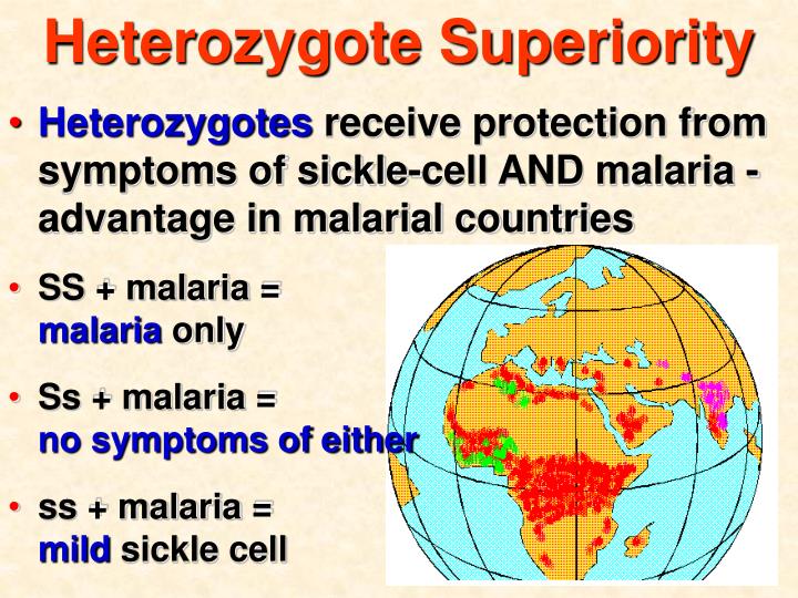 PPT - Human Genetics PowerPoint Presentation - ID:5485994