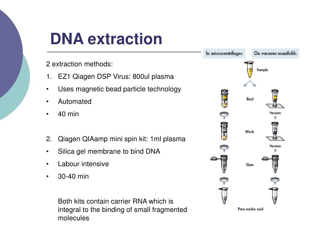 PPT - Free fetal DNA PowerPoint Presentation, free download - ID:5487344
