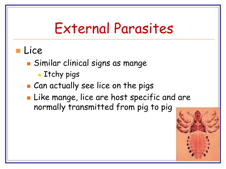 PPT - Common 4-H Pig Health Issues PowerPoint Presentation - ID:5487680