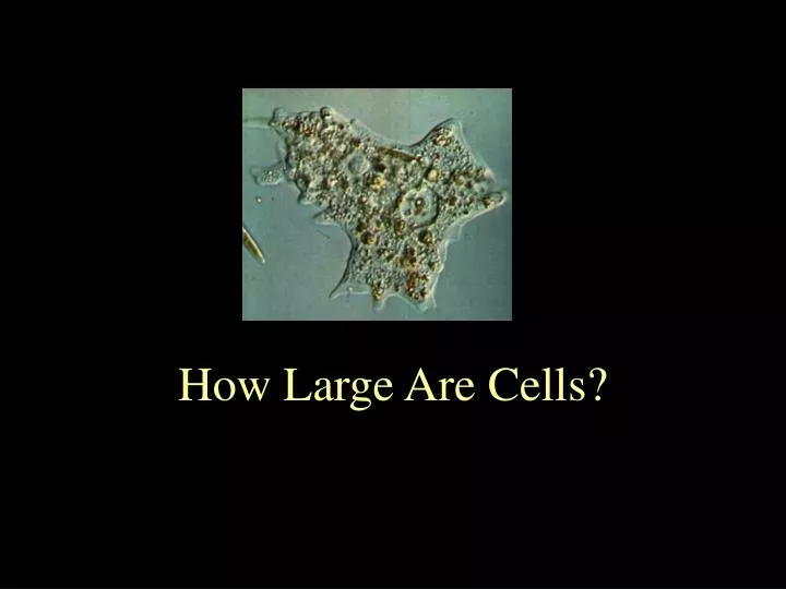 PPT - How Large Are Cells? PowerPoint Presentation, free download - ID ...