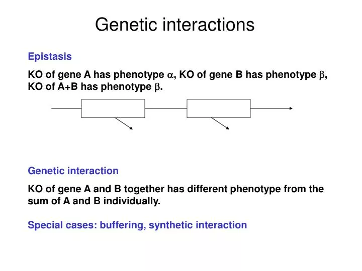 PPT - Genetic interactions PowerPoint Presentation, free download - ID ...