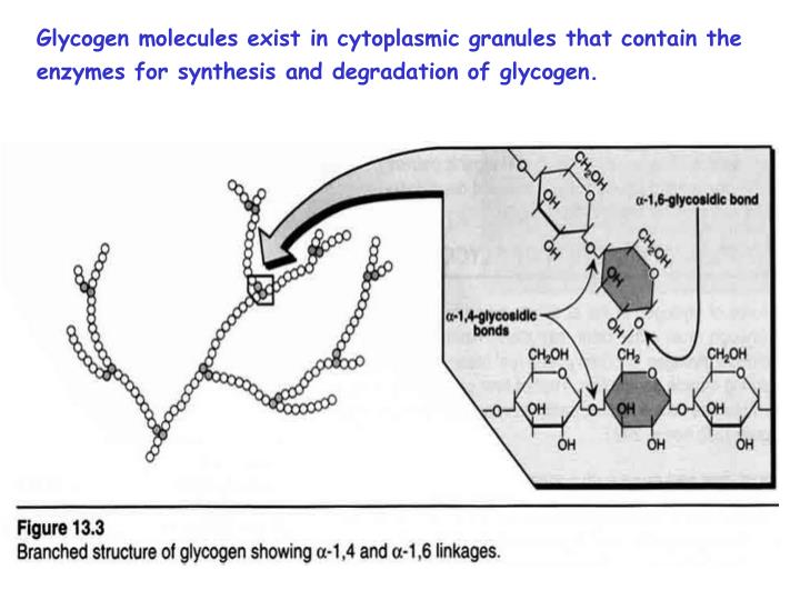 PPT - Structure of glycogen PowerPoint Presentation - ID:5488211