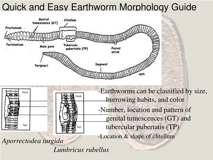 Earthworm Morphology