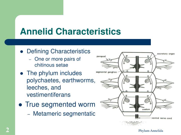 PPT - Phylum Annelida PowerPoint Presentation - ID:5489579