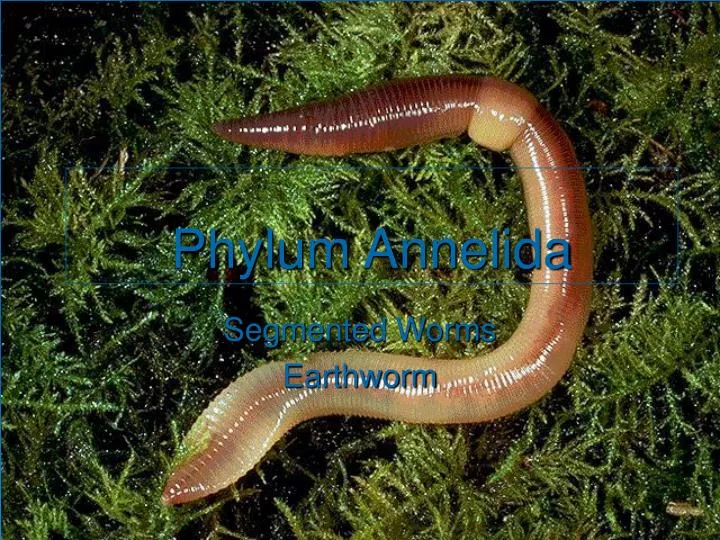 PPT - Phylum Annelida PowerPoint Presentation, free download - ID:5489607