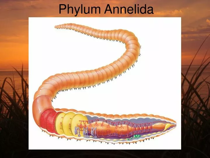 PPT - Phylum Annelida PowerPoint Presentation, free download - ID:5489640