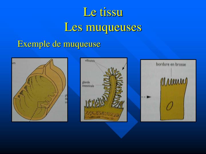 PPT - Cours à L’Institut de Formation en Soins Infirmiers Année 2003 ...