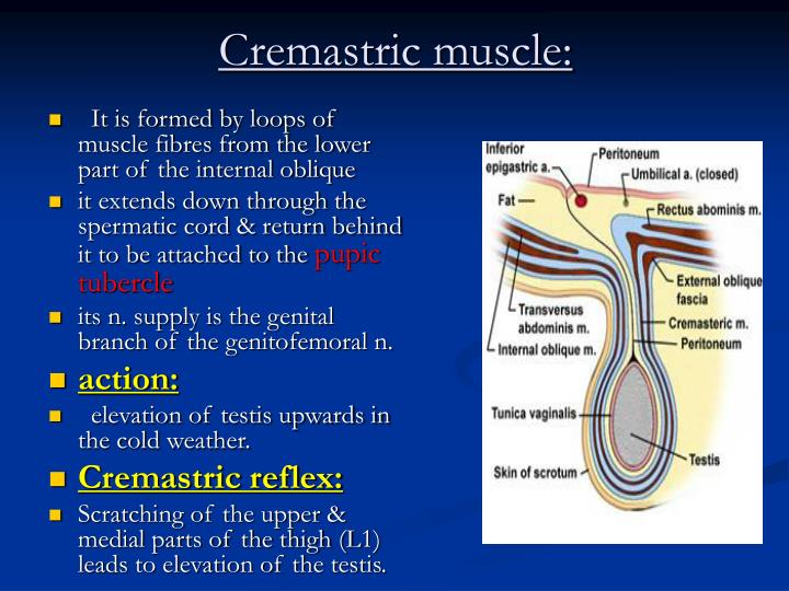 PPT - Anterior abdominal wall PowerPoint Presentation - ID:5490246