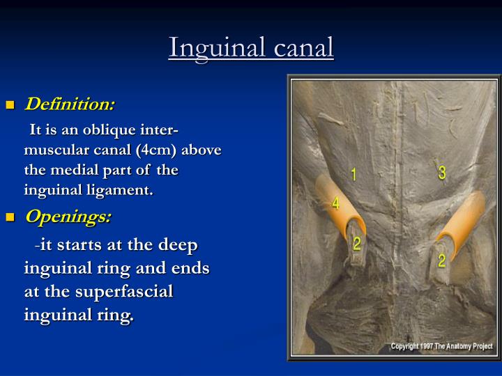 PPT - Anterior abdominal wall PowerPoint Presentation - ID:5490246