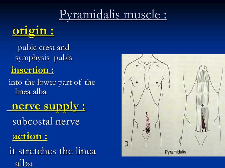 PPT - Anterior abdominal wall PowerPoint Presentation - ID:5490246