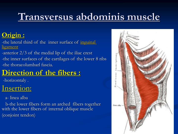 PPT - Anterior abdominal wall PowerPoint Presentation - ID:5490246