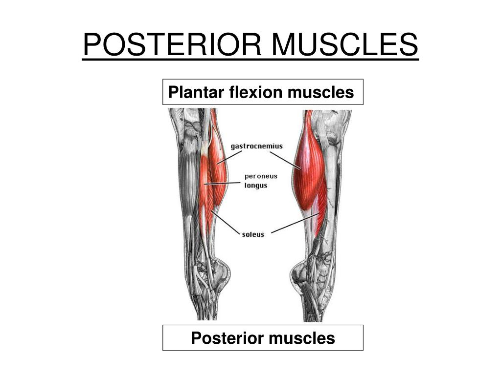 Ppt Muscles Of The Ankle And Foot Powerpoint Presentation Free