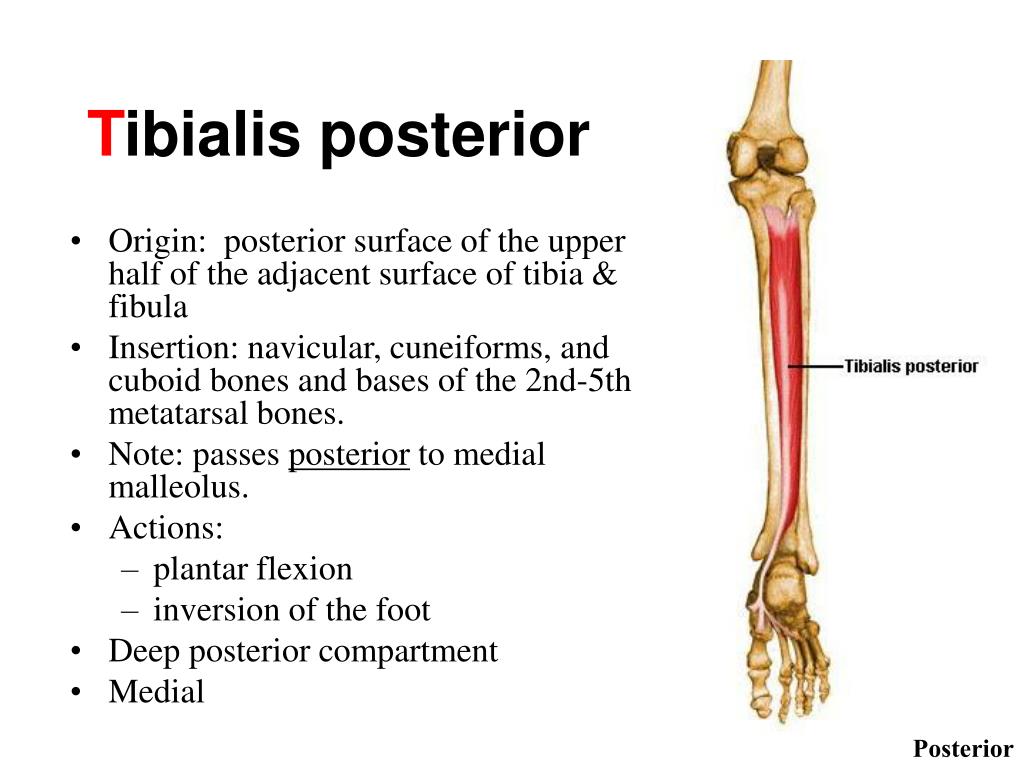 Ppt Muscles Of The Ankle And Foot Powerpoint Presentation Free