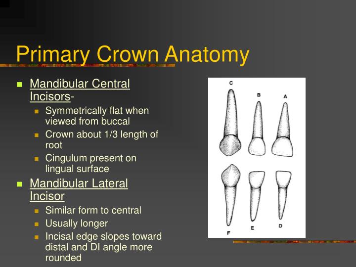 PPT - Anatomy of Primary Teeth PowerPoint Presentation - ID:5491899