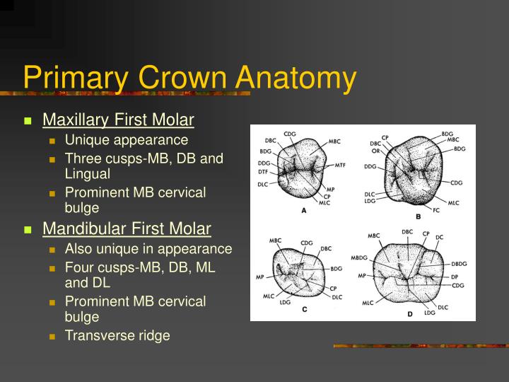 PPT - Anatomy of Primary Teeth PowerPoint Presentation - ID:5491899