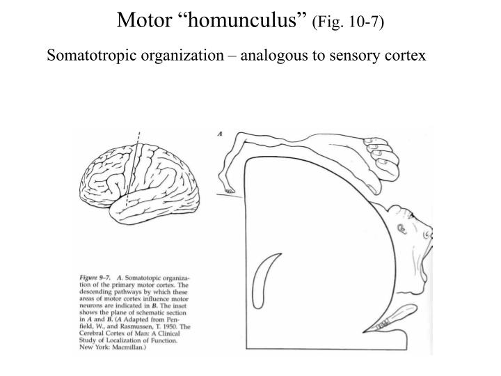 PPT - Descending Projection Systems and Motor Functions of the Spinal ...