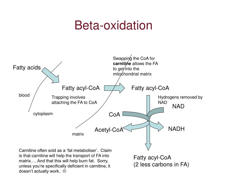 PPT - Overview of Fuel Oxidation II PowerPoint Presentation - ID:5492372