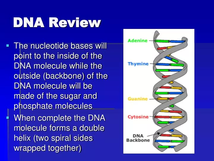 PPT - DNA Review PowerPoint Presentation, free download - ID:5492447