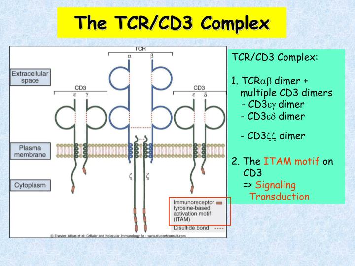 PPT - T Cell Receptor (TCR) & MHC Complexes-Antigen Presentation ...