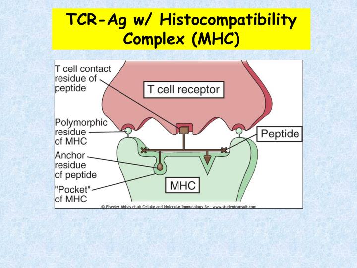 PPT - T Cell Receptor (TCR) & MHC Complexes-Antigen Presentation ...