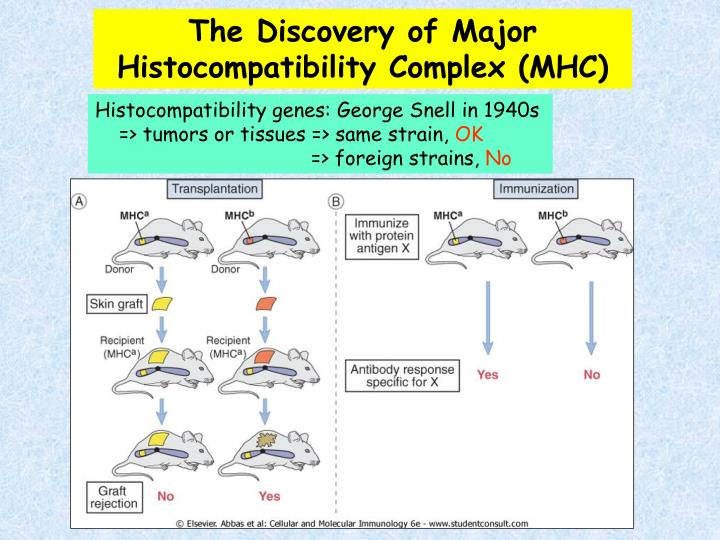 PPT - T Cell Receptor (TCR) & MHC Complexes-Antigen Presentation ...