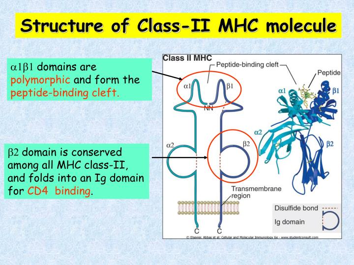 PPT - T Cell Receptor (TCR) & MHC Complexes-Antigen Presentation ...