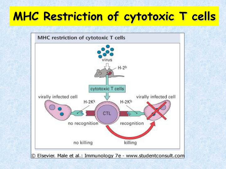 PPT - T Cell Receptor (TCR) & MHC Complexes-Antigen Presentation ...