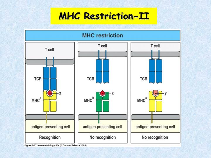 PPT - T Cell Receptor (TCR) & MHC Complexes-Antigen Presentation ...