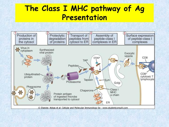 PPT - T Cell Receptor (TCR) & MHC Complexes-Antigen Presentation ...