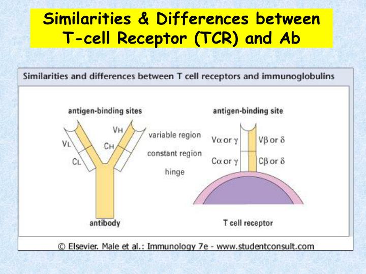 PPT - T Cell Receptor (TCR) & MHC Complexes-Antigen Presentation ...